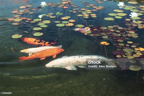 큰 아름다운 물고기는 수련연못에서 수영 휴식을 취할 수있는 조용한 아름다운 장소 가을에 대한 스톡 사진 및 기타 이미지 가을 감금 상태 꽃 식물 Istock