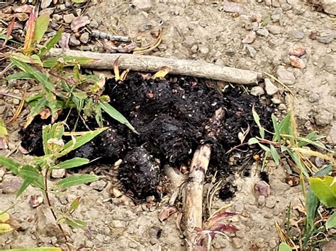 Bear Scat Photos Diagrams And Topos Summitpost