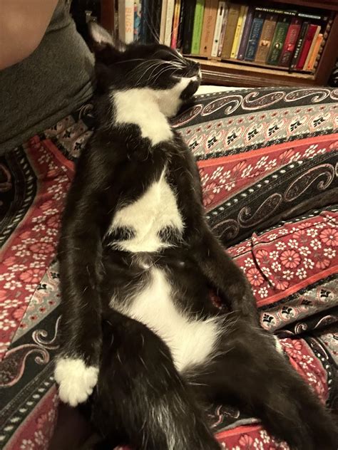 Out R Tuxedocats