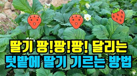 텃밭딸기 키우기 올해 모종심으면 과연 언제쯤 딸기 수확할지 궁금하시다면 딸기키우기 딸기심는시기 딸기수확 Youtube