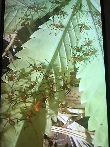 Please Help Id Bugguide Net