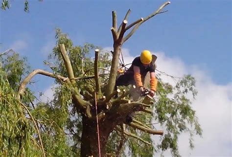 What To Look For When Hiring Tree Surgeons In Chelmsford