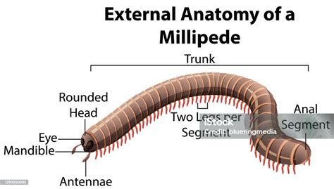 Anatomia Esterna Di Un Millepiedi Su Sfondo Bianco Immagini