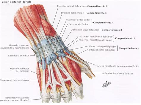 Anatomia Estructural De Muñecaandmano