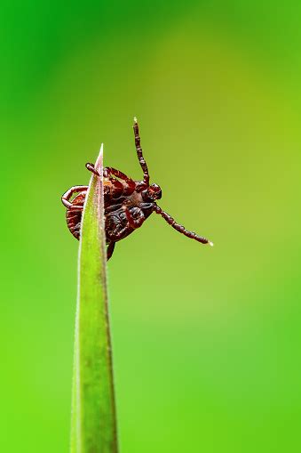 뇌염 진드기 곤충 녹색 잔디에 크롤링 뇌염 바이러스 또는 라임 보렐리오시스 질병 감염성 피부과 진드기 거미류 기생충 매크로 진드기에 대한 스톡 사진 및 기타 이미지 Istock