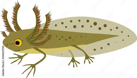 Cartoon Newt Larva With External Gills Isolated On White Background Stock Vector Adobe Stock