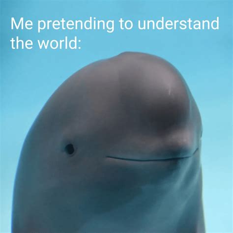 Beluga Memes