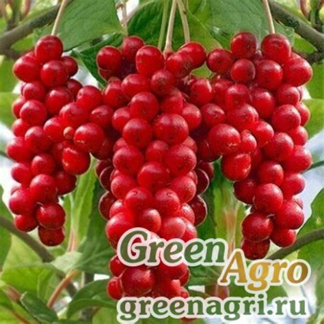 Купить Семена Лимонник китайский (Schizandra chinensis) 40 г, купить по ...