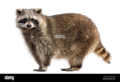 Side View Of A Racoon Procyon Iotor Standing Isolated On White Stock