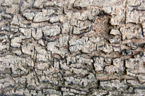 Tree Bark ภาพฟรีบน Pixabay Pixabay