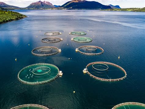 Macrowave Biotech Omega 3 Fish Oil Concentrate