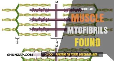 Pectoral Muscles Where Are They And Why You Should Know Cyvigor