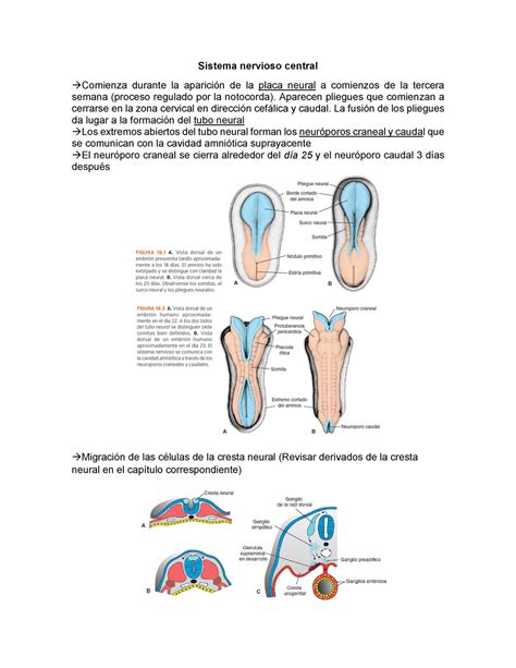 DESARROLLO EMBRIOLOGICO DEL SNC - Sistema nervioso central durante la de la placa neural a ...