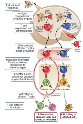 L23 Properties And Functions Of Effector T Cells Flashcards Quizlet