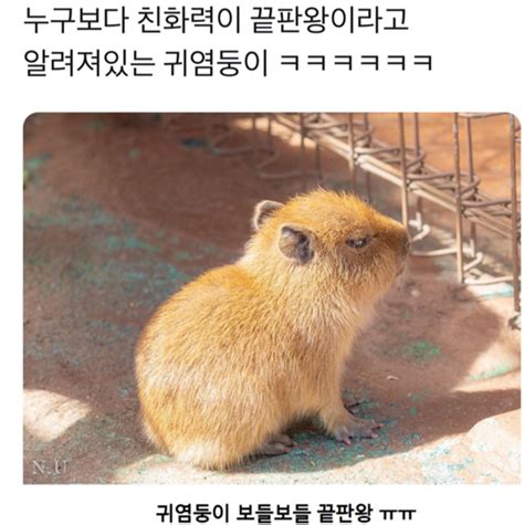 보들보들할 것 같은 아기 카피바라