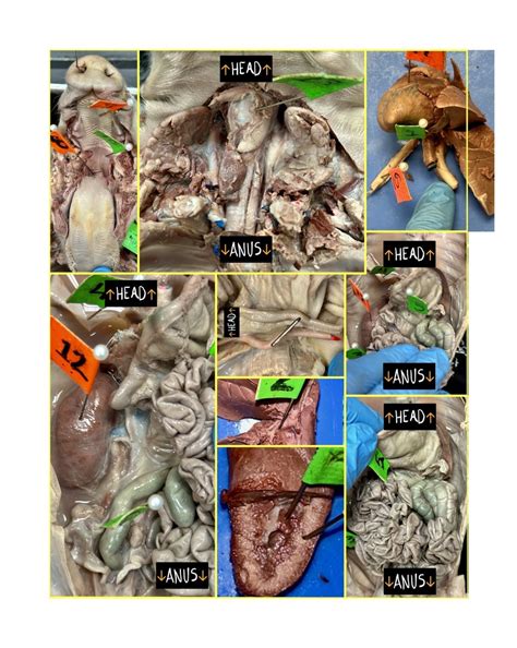 Bio 113 Practicum 2 Diagram Quizlet