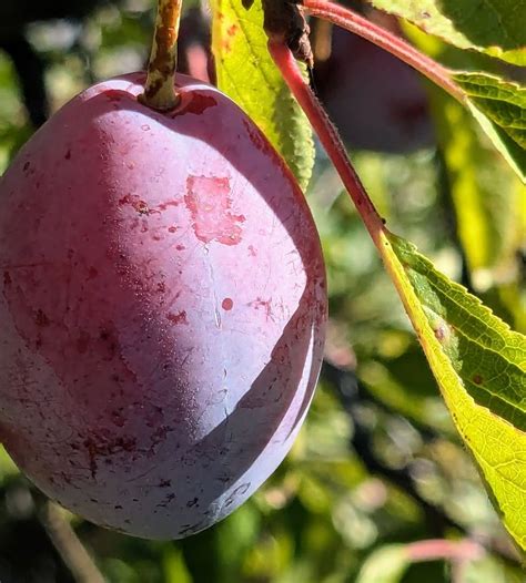 18 Best Types Of Plum Trees To Grow For A Fruitful Harvest