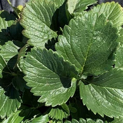 How To Use The Strawberry Identification Foramtconvertinstancev1