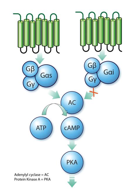 The Role Of Cyclic Amp In Cellular Signaling For Drug Discovery