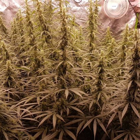 Dr Grinspoon Strain Info Dr Grinspoon Weed By Barneys Farm