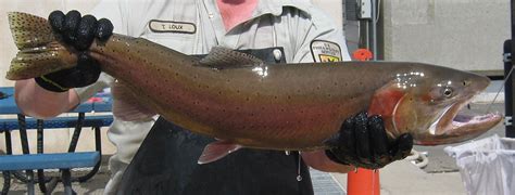 Cutthroat Trout Definition At Lucy Via Blog