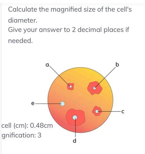 Solved Calculate The Magnified Size Of The Cells Diameter Give Your Answer To 2 Decimal Place