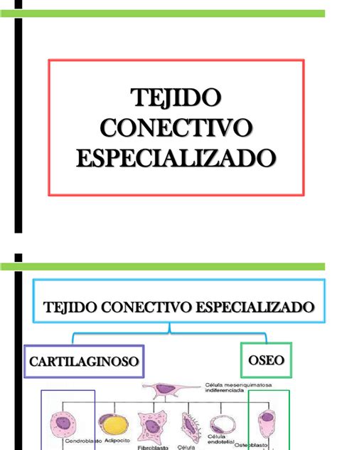 2022teji Conectivo Cartilago Y Hueso Pdf Cartílago Hueso
