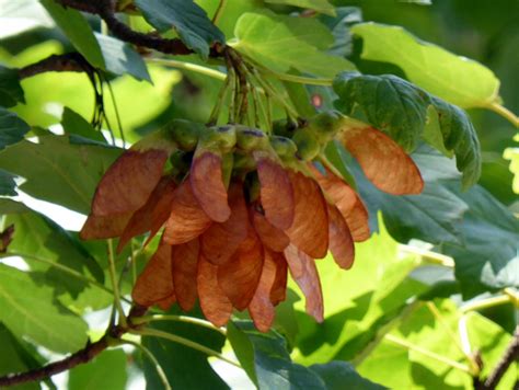 Acer Opalus Trees And Shrubs Online