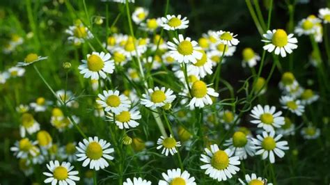 لیست کامل گیاهان دارویی با عکس خواص گیاهان دارویی فودپرس