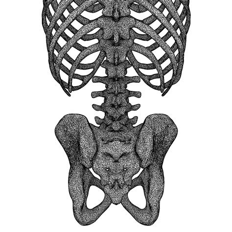 인간의 몸통 해부학 3d 모델 Turbosquid 1213820