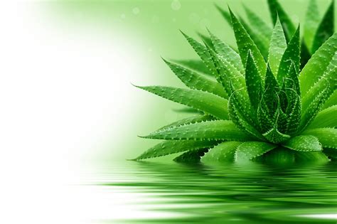 Kosmetik Aloe Vera - Cosmacon