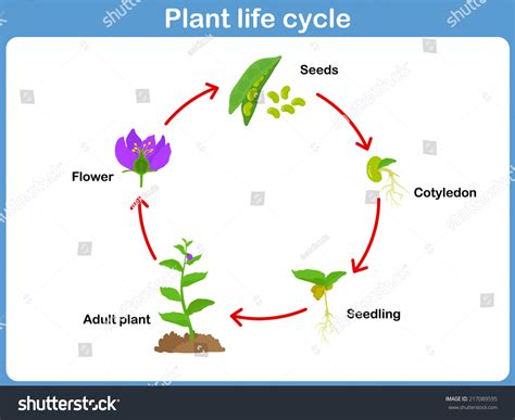 Simple Life Cycle Of A Plant