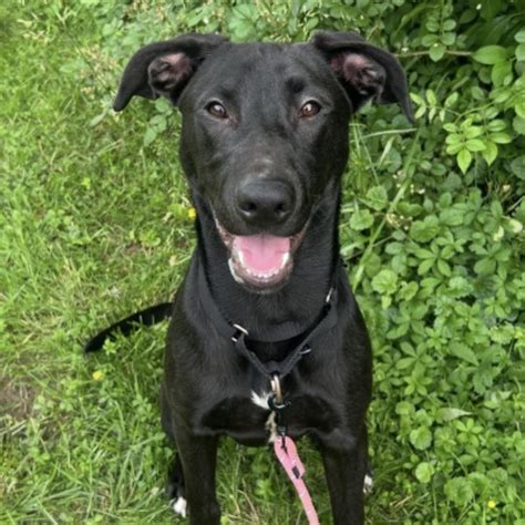 Adopt Ash Today Find Paw Pal