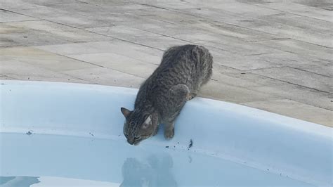 Girlgetsknottedbyherdog Videos Download The Best Free 4k Stock