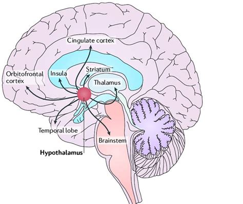 Insular Cortex Diagram Insular Cortex Diagram