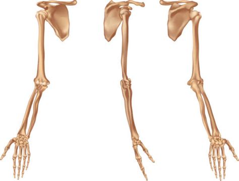 Metacarpo Anatomía