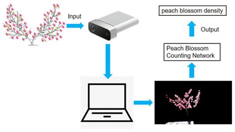 Horticulturae Free Full Text Peach Flower Density Detection Based On An Improved Cnn