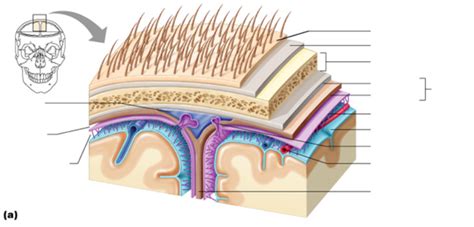 Scalp Diagram Quiz 2 Diagram Quizlet