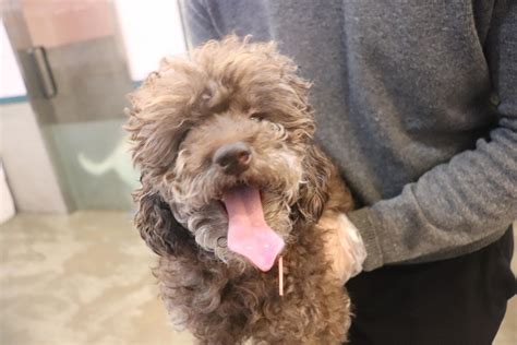 인천 2020 0381 푸들 몽쉘 책임분양 강아지무료분양 고양이무료분양 도그마루 보호소 유기견 강아지입양 유기견입양 고양이입양 유기견무료분양 유기묘보호소 강아지