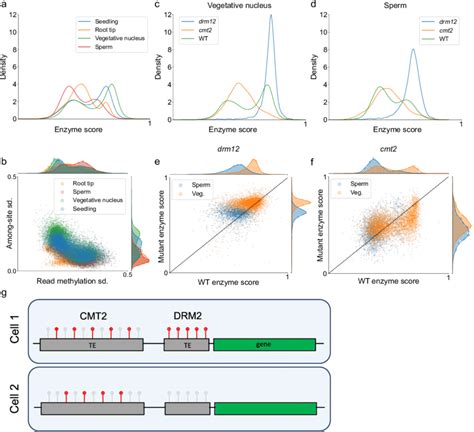 Analysis Of Tissue Specific Methylation Patterns A Distribution Of