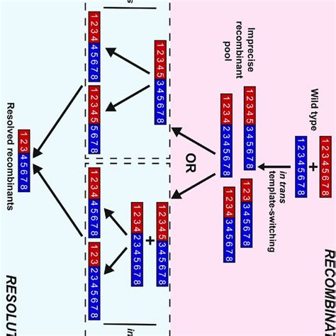 Model Of Recombination And Resolution Recombination Initially Occurs Download Scientific