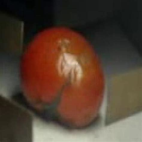 Tomato Ripeness Object Detection Dataset V2 2024 05 08 3 28pm By Tomato Ripeness