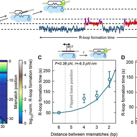 Locked R Loop Formation On Targets With Single Internal Mismatches A