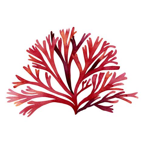 Red Algae Drawing