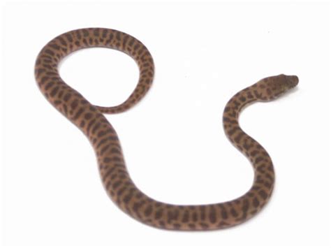 Products Archive Page 2 Of 26 Dynasty Reptiles