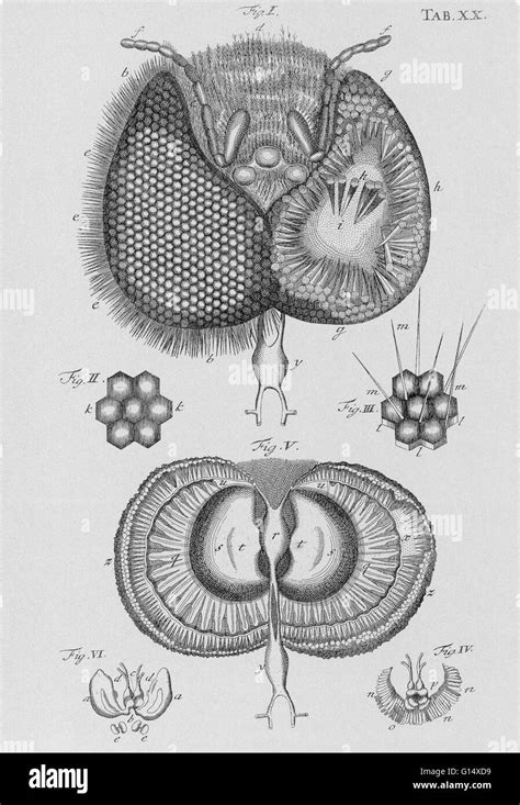 Components Of Honey Bee