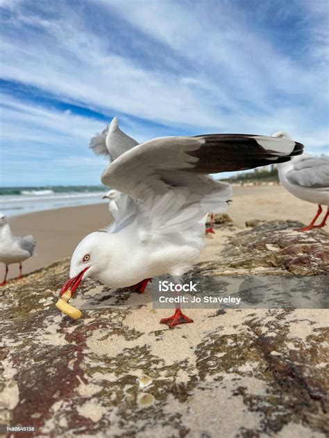 해변의 갈매기는 감자 튀김 칩을 입에 물고 바위 위에 서 있습니다 모래 푸른 바다 배경에 푸른 흐린 하늘입니다 Burleigh Heads Headland가 멀리 있습니다