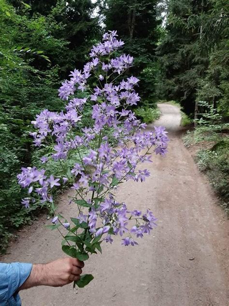ხალხური მედიცინა ნაძვის საკმეველის სამკურნალო თვისებები