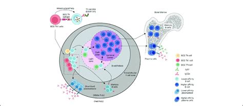 A Vaccine Designed With Intrastructural Help Recombinant Subunit Th