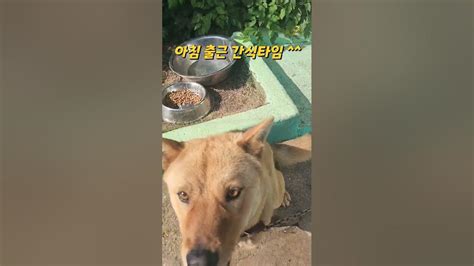 샛별이 출근 간식타임 Youtube